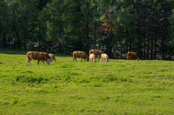 앤드류 린지(Andrew Linzey)의 동물신학
